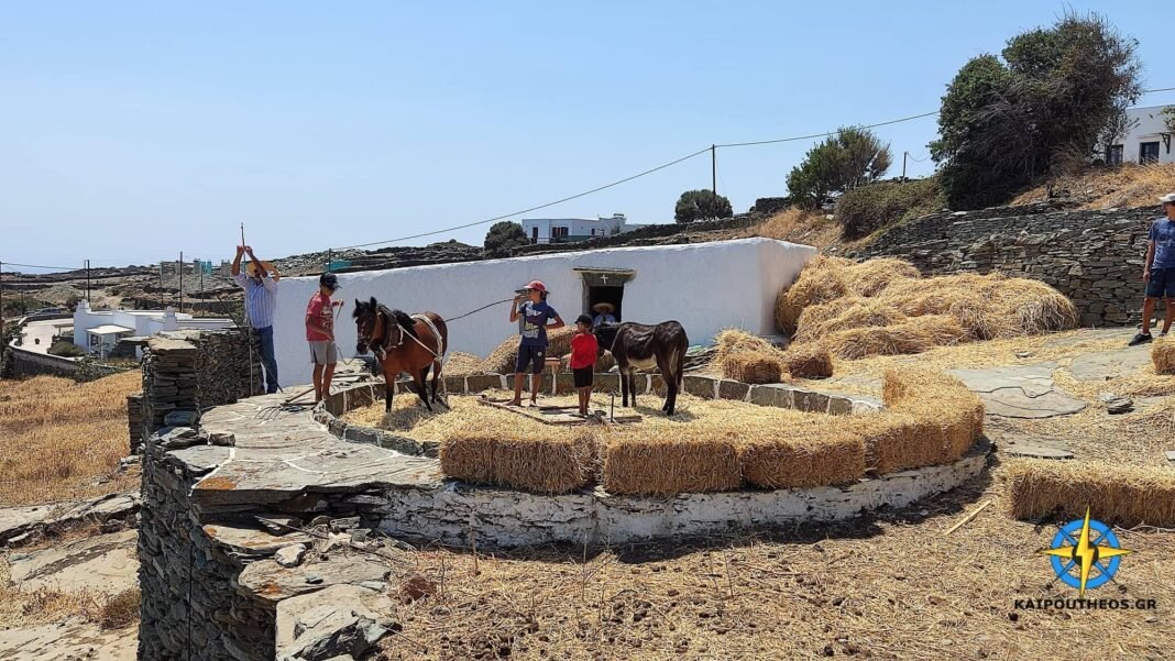 ΠΑΡΑΔΟΣΙΑΚΟ ΑΛΩΝΙΣΜΑ ΣΤΗΝ ΣΙΦΝΟ-ΒΙΝΤΕΟ - KAIPOUTHEOS.GR