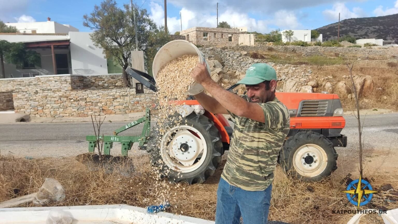 Αμπελοφάσουλα και μαυρομάτικα φασόλια από το Τρουλάκι της Σίφνου.Ένα ...