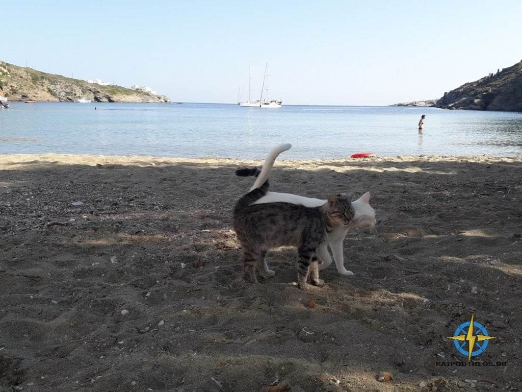ΠΑΡΑΙΤΗΣΗ ΤΡΙΩΝ ΜΕΛΩΝ ΑΠΟ ΤΟ ΔΣ ΤΟΥ ΦΙΛΟΖΩΙΚΟΥ ΣΩΜΑΤΕΙΟΥ ΣΙΦΝΟΥ ...